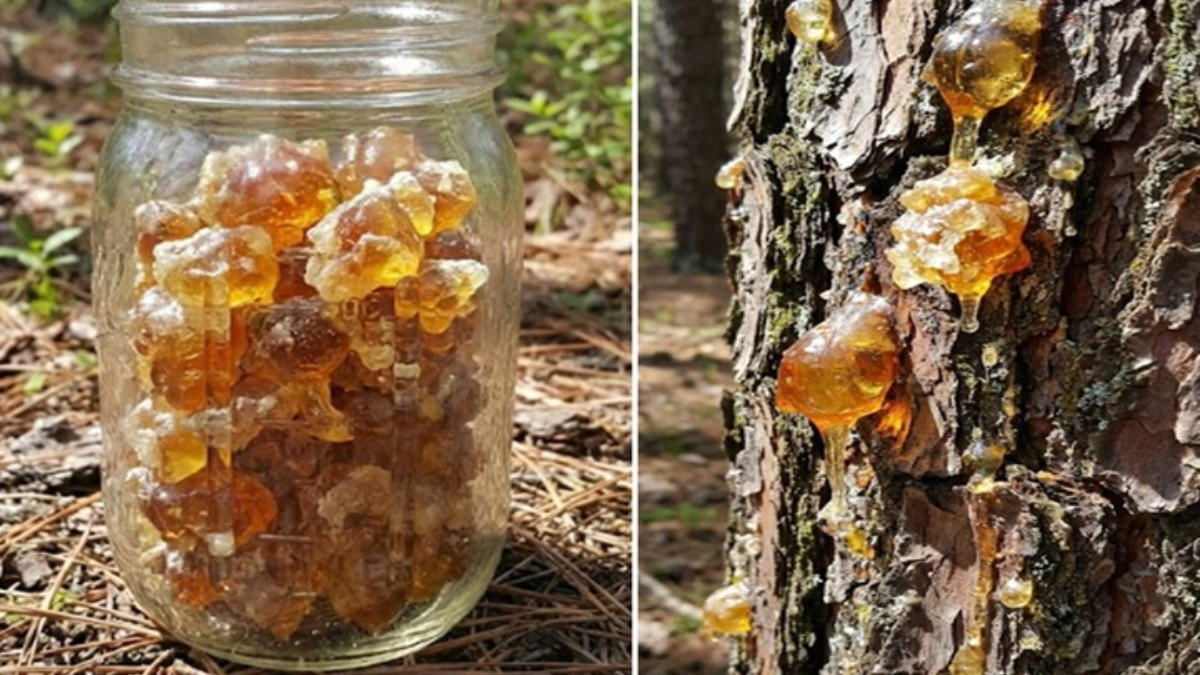 Natural Tree Resin: Top Benefits, and Traditional Uses - Natürliches ...